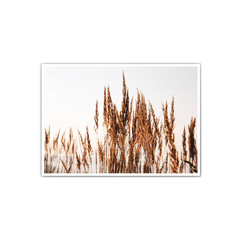 Natur Poster - Gräser Bild – 4one Pictures